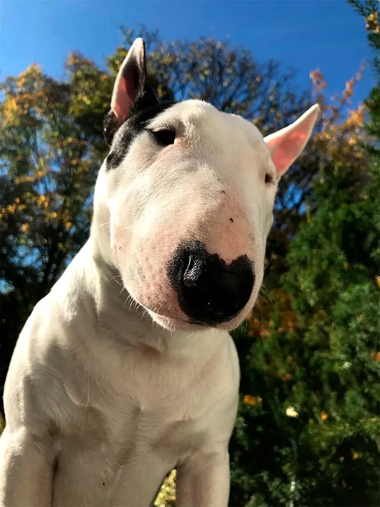 Bull Terrier: características, personalidad y cuidados